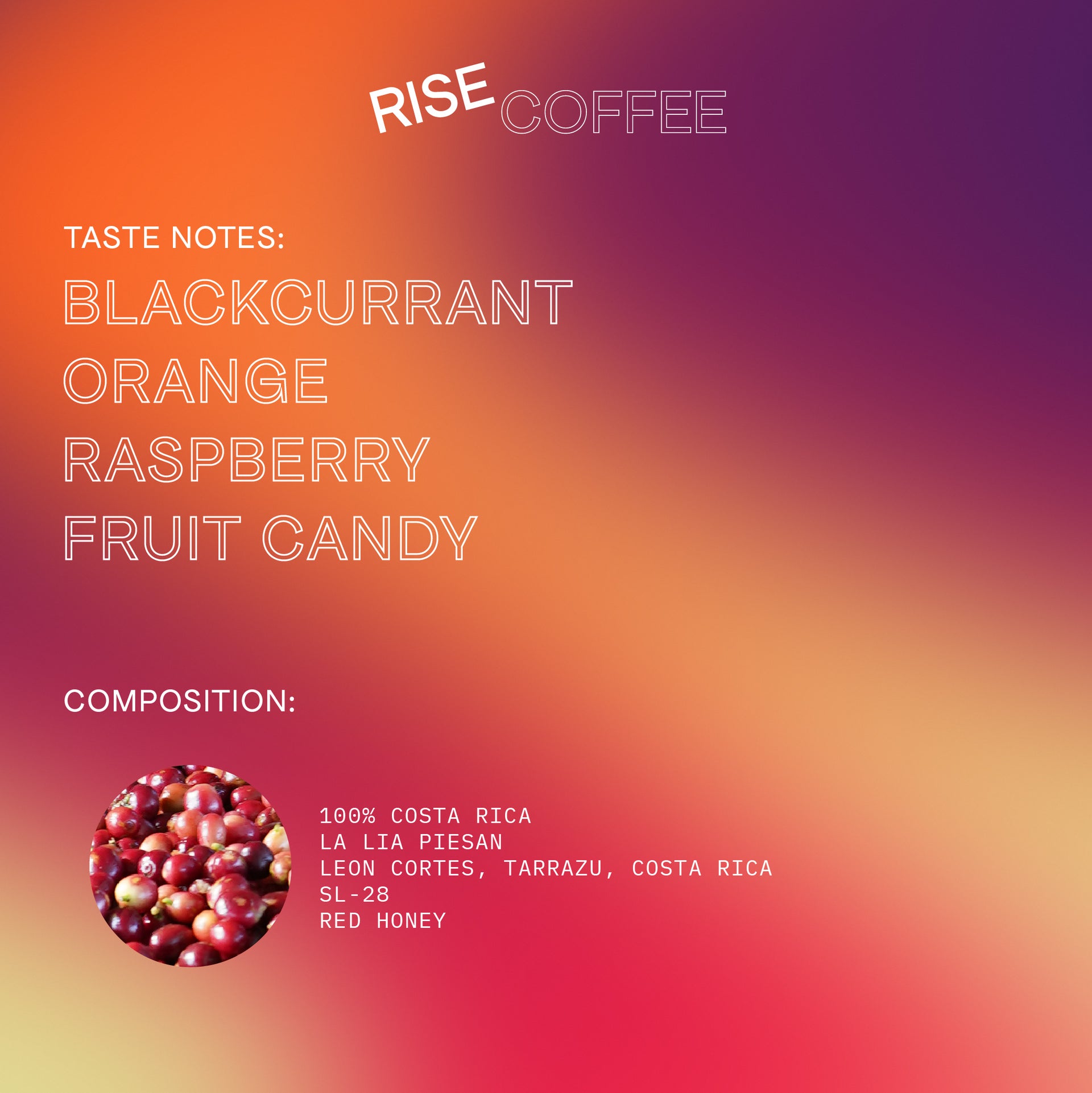 RISE COFFEE | A Progressive Coffee Space and Micro-Roastery in Bangkok